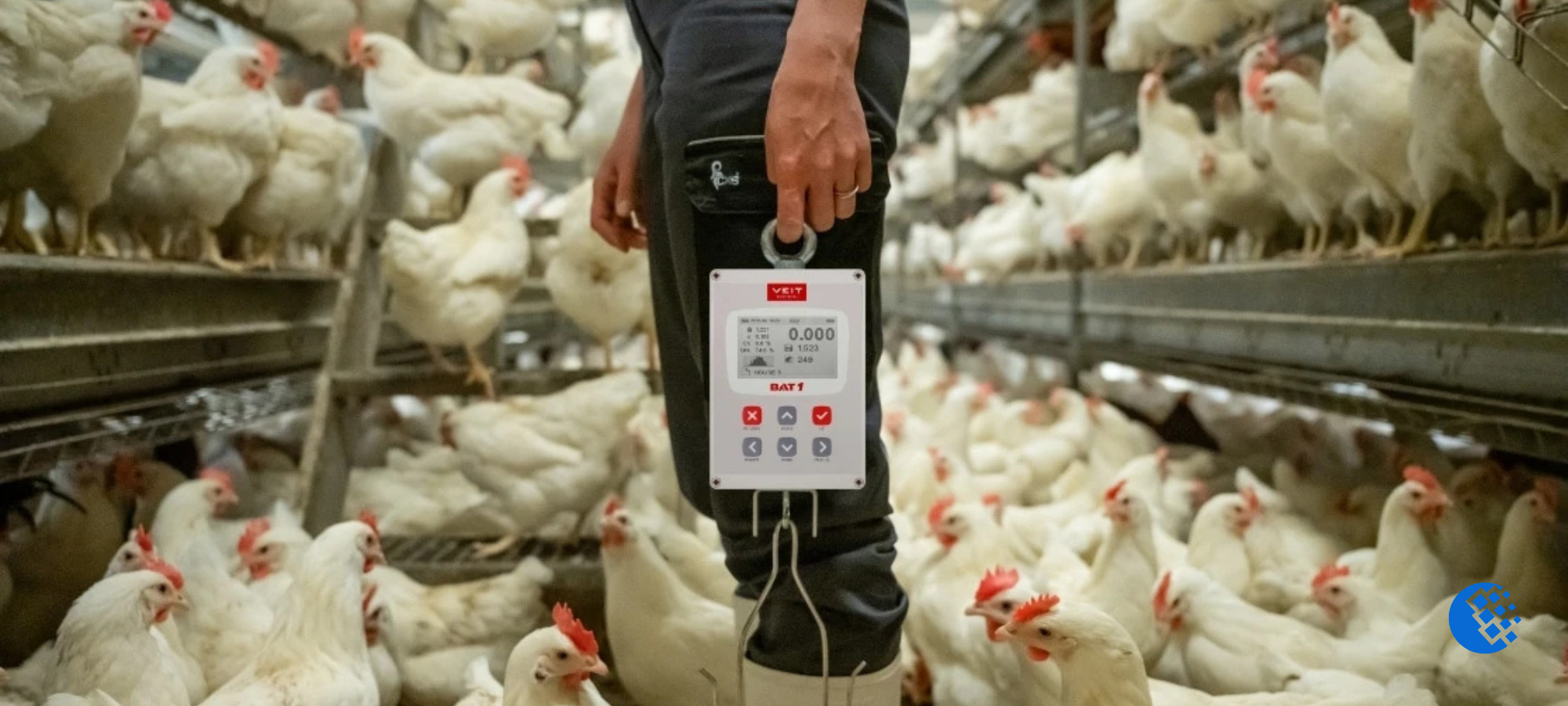 What Can Smart Poultry Scales Actually Tell You? More Than You Think