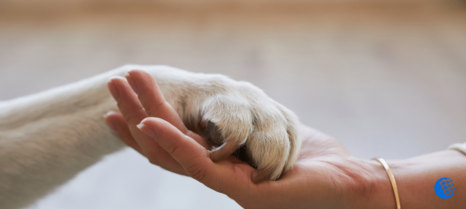 5 Questions to Ask Any Pet Boarding Service