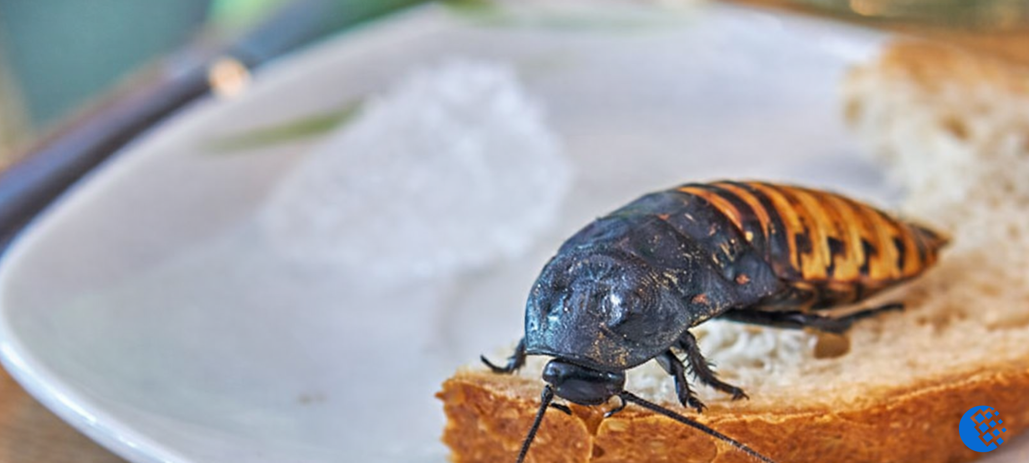 What Are The Most Common Pest Problems Homeowners Face?